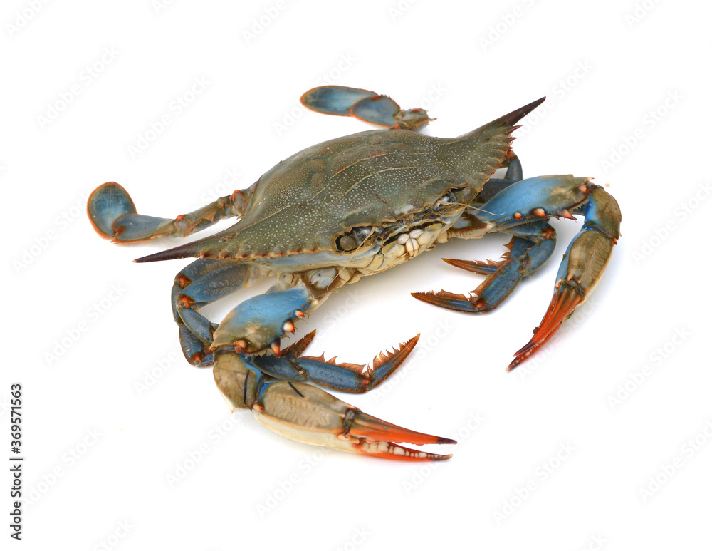 Blue Crab with white background Stock Photo | Adobe Stock