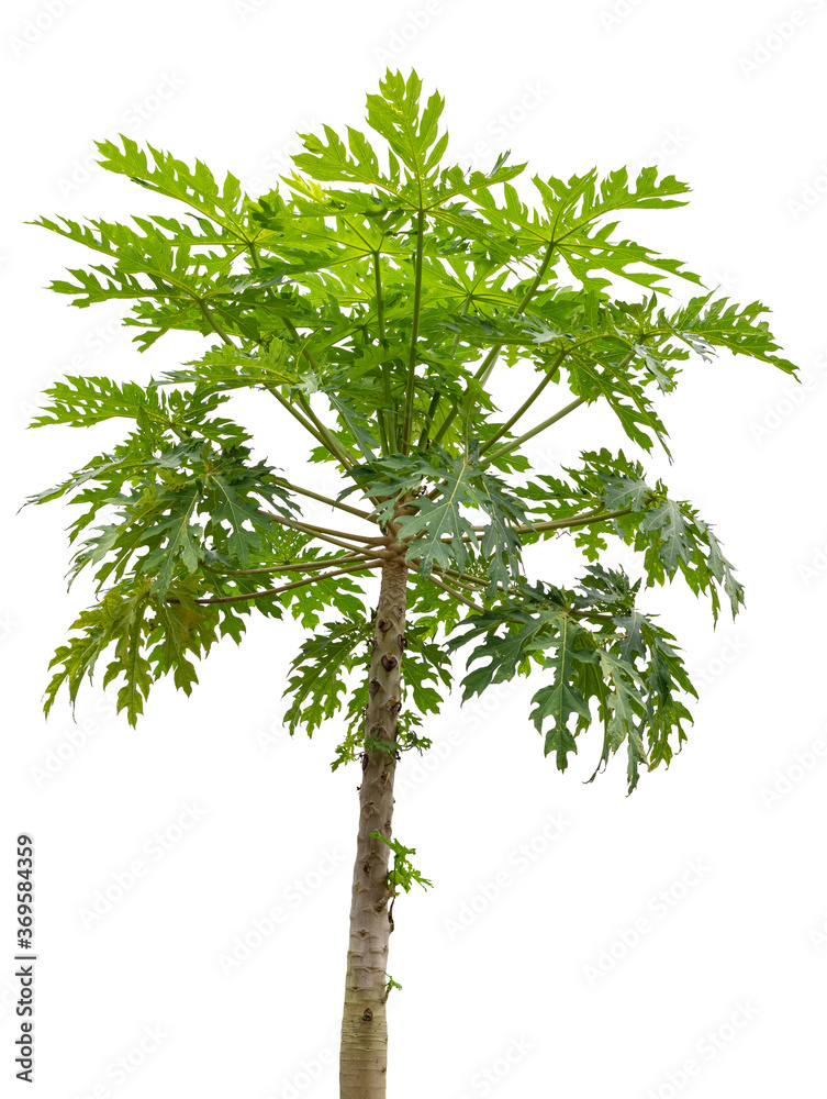 papaya tree isolated on white background Stock Photo | Adobe Stock