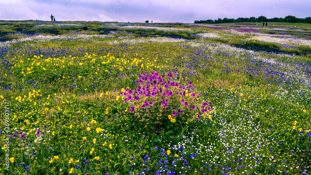 field of flowers, Kas pathar, plateau. In monsoon, these colorful ...