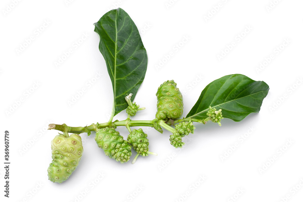 Branch of young Noni fruits or Morinda citrifolia ( indian mulberry ...