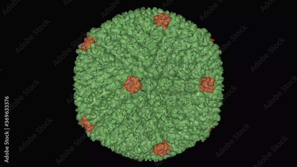 The quasi-atomic animated 3D Gaussian surface model of human adenovirus ...