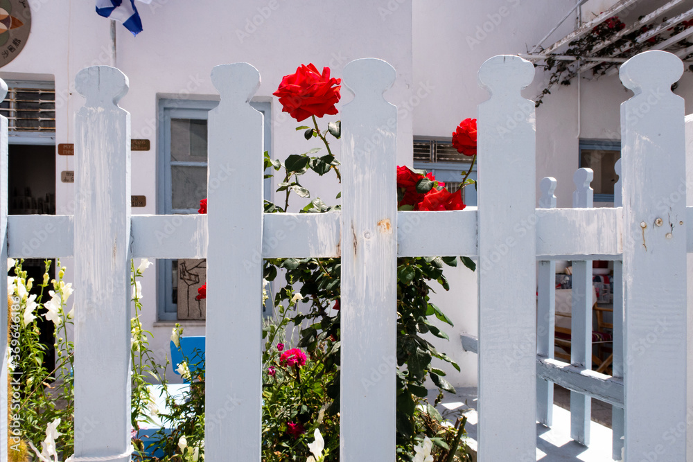 Typical snow-white wooden fence with blooming red roses and plants ...