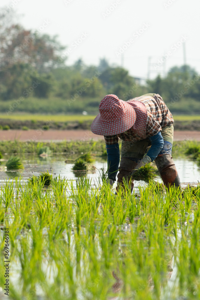 Traditional Method of Rice Planting.Rice farmers divide young rice ...