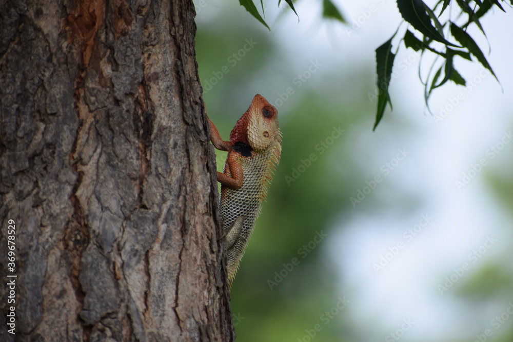 The Indian chameleon(Chamaeleo zeylanicus) is found in Sri Lanka, India ...