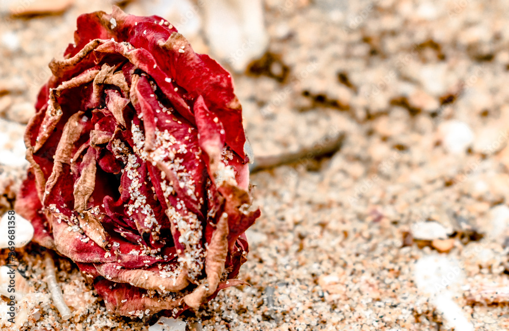 Beautiful close up photo of Dead Rose, red in color, all dried up and ...