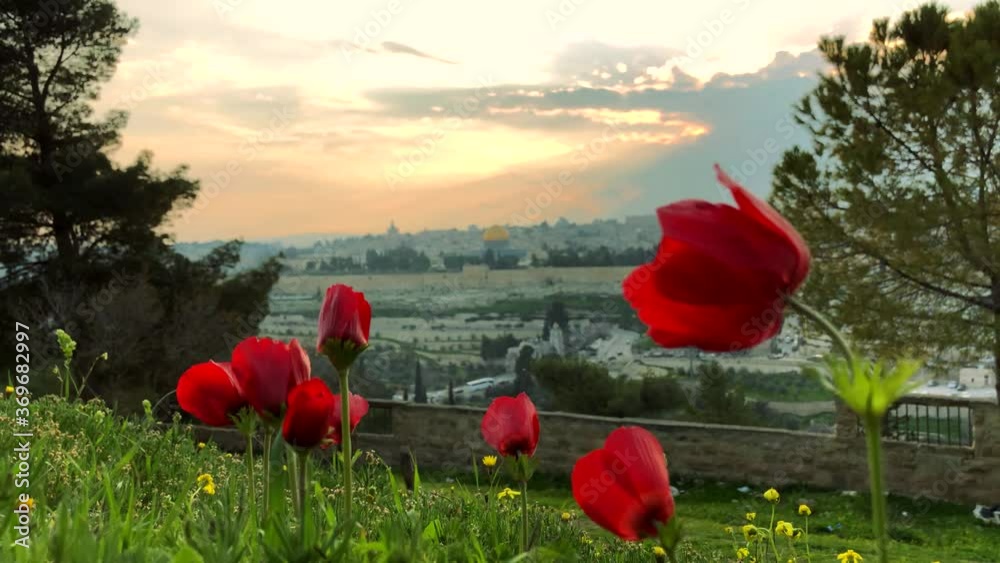 Sunset view from the Mount of Olives with calanit - red anemone flowers ...