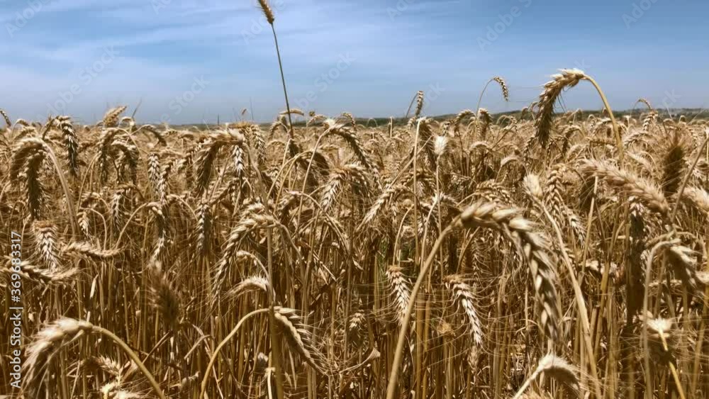 Close up of barley, moving up to see large agricultural barley field ...