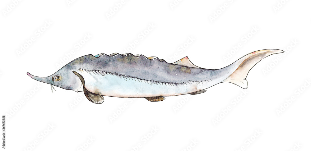 Watercolor hand drawn illustration of Sturgeon fish isolated on white ...