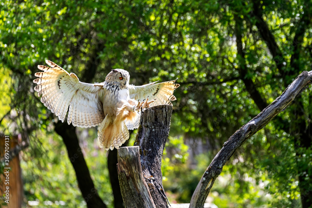 Great eagle owl lands on a tree. The owl has its legs forward and its ...