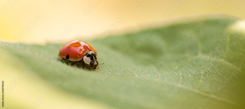 ladybug leaf isolated spring summer background Stock Photo | Adobe Stock