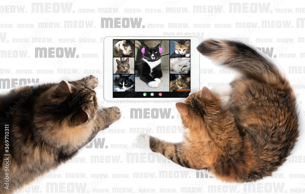 Top view of two cats talking to cat friends in video conference, using ...
