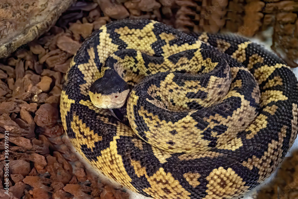 Poster The black-headed bushmaster, Lachesis melanocephlaus, is one of ...