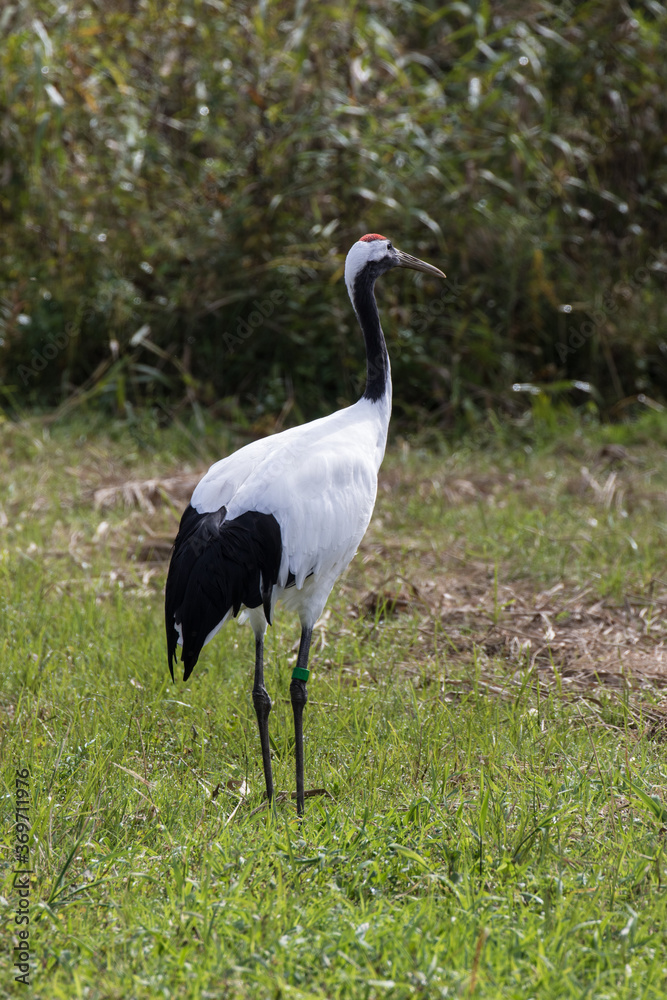Japanese red crowned crane, also known as the Manchurian crane. Japan ...