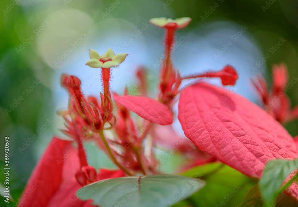 Red Mussaenda Philippica Virgin Tree with White Flowers Stock Photo ...