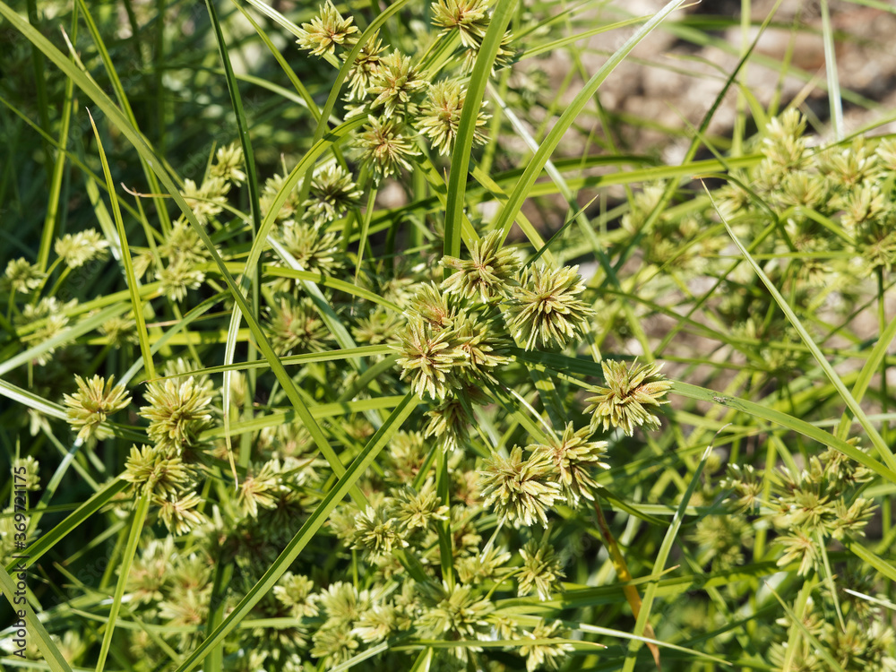 Cyperus textilis ou touffes de carex plat ou herbe panier aux tiges ...