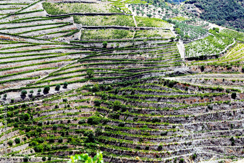 bela paisagem de vinhas no vale do rio Douro. Stock Photo | Adobe Stock