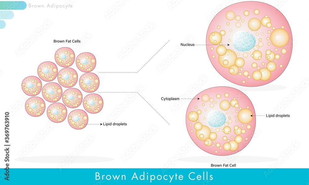 Brown adipocytes involved in the thermoregulation of the body by ...