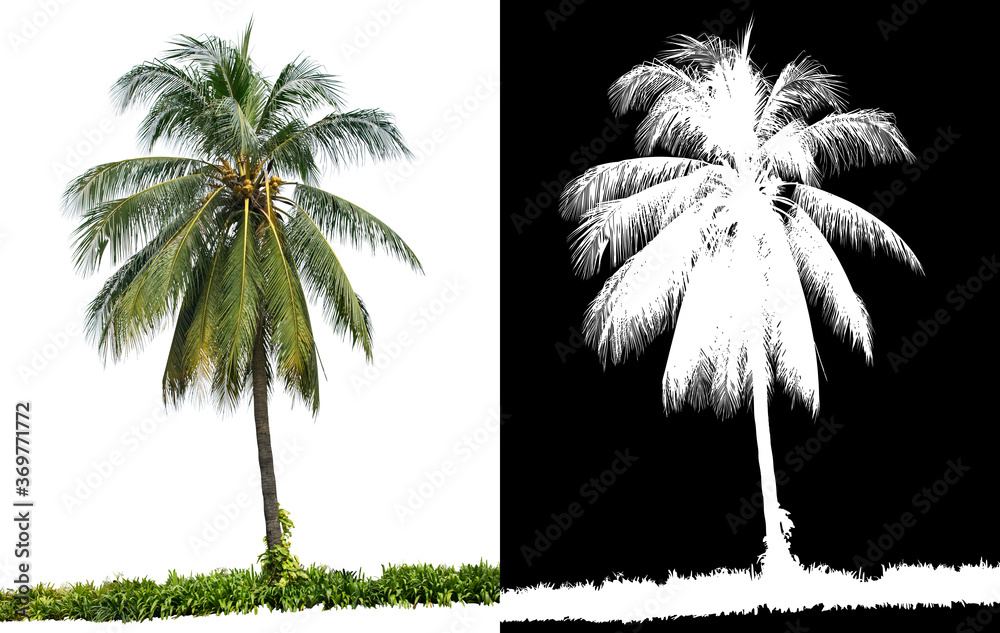 Coconut tree isolated on white background. Clipping mask included ...