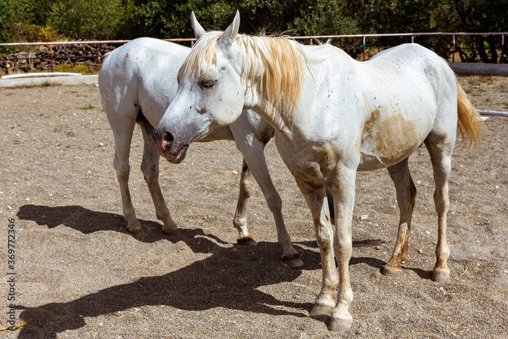 Caballos árabes blancos de pura sangre en establecimiento rural Stock ...