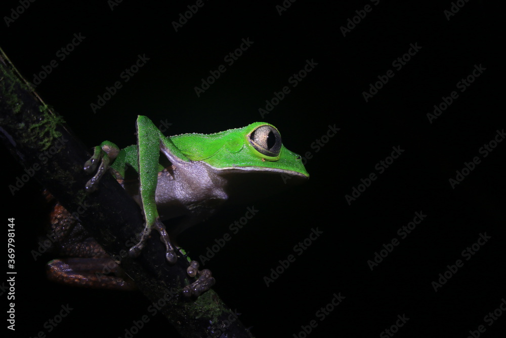 The tarsier leaf frog, Phyllomedusa tarsius, a bright green tree frog ...