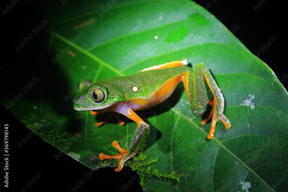 The tarsier leaf frog, Phyllomedusa tarsius, a bright green tree frog ...
