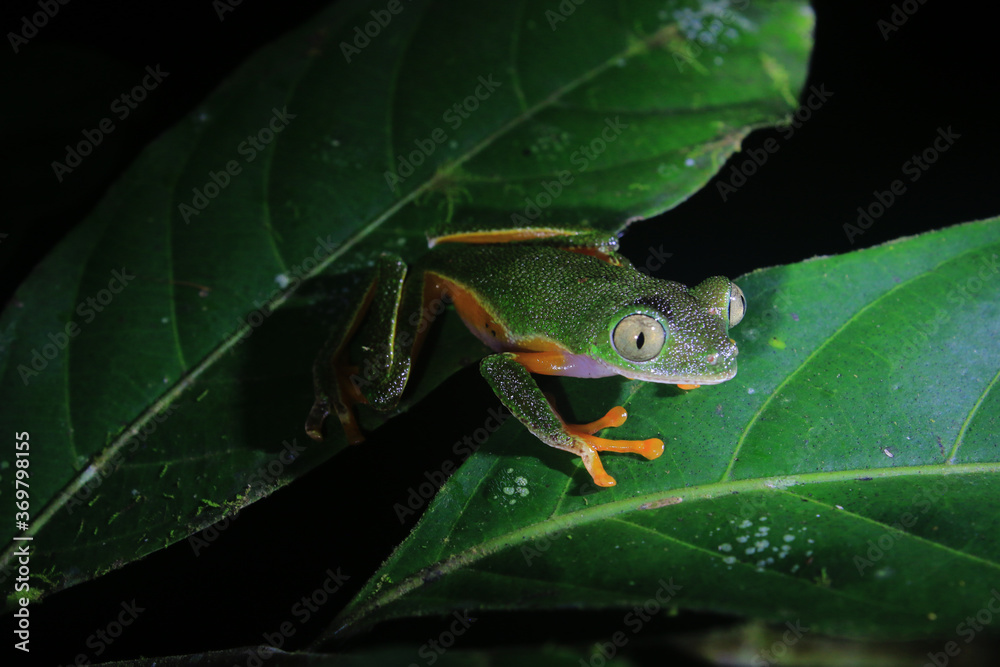 The tarsier leaf frog, Phyllomedusa tarsius, a bright green tree frog ...