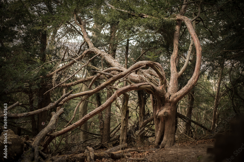 Ancient and spooky yew in the yew forest, haunted century yew Stock ...