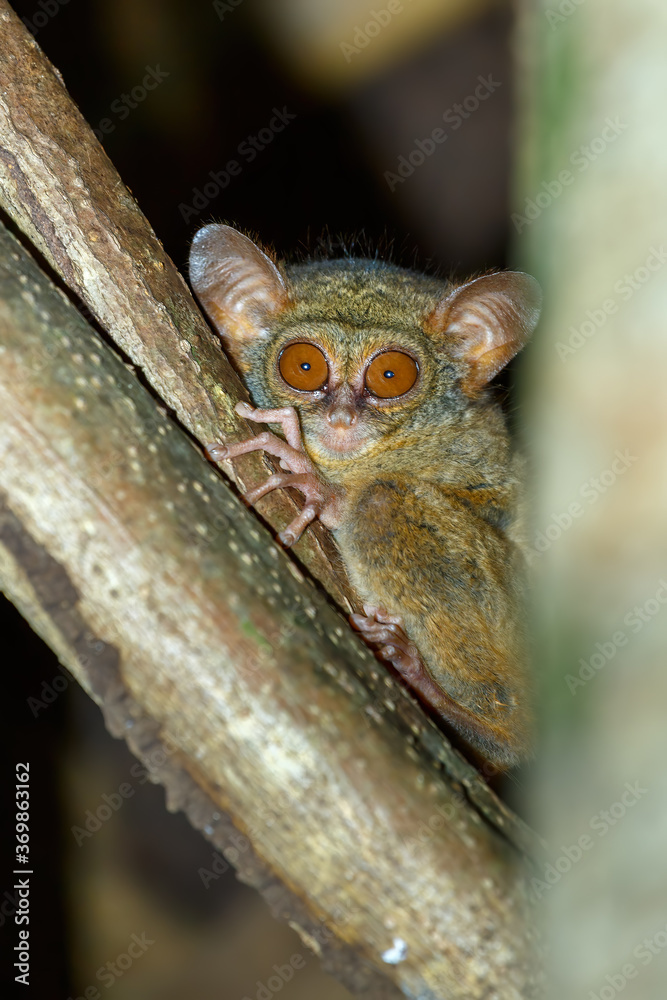 very rare and endemic Spectral Tarsier, Tarsius spectrum,Tangkoko ...