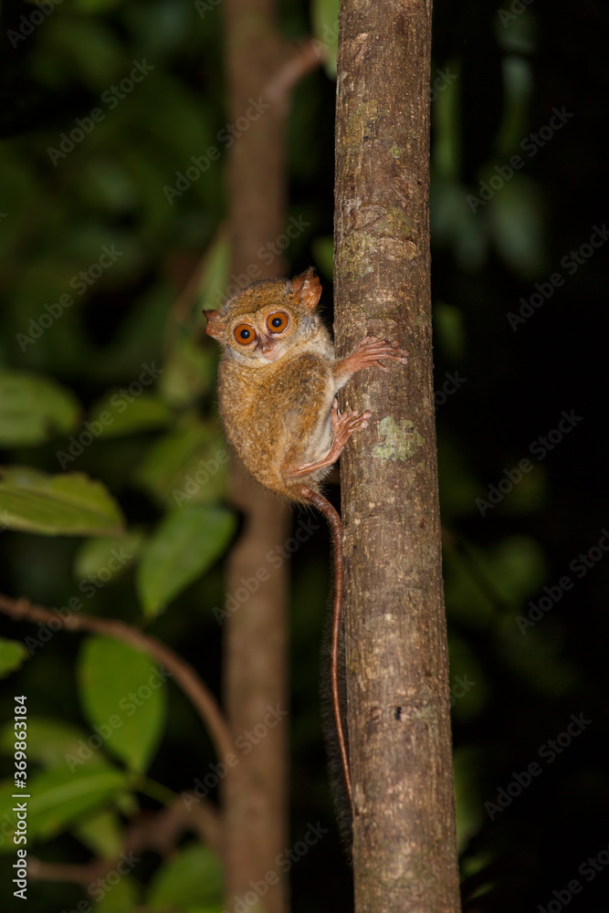 very rare and endemic Spectral Tarsier, Tarsius spectrum,Tangkoko ...