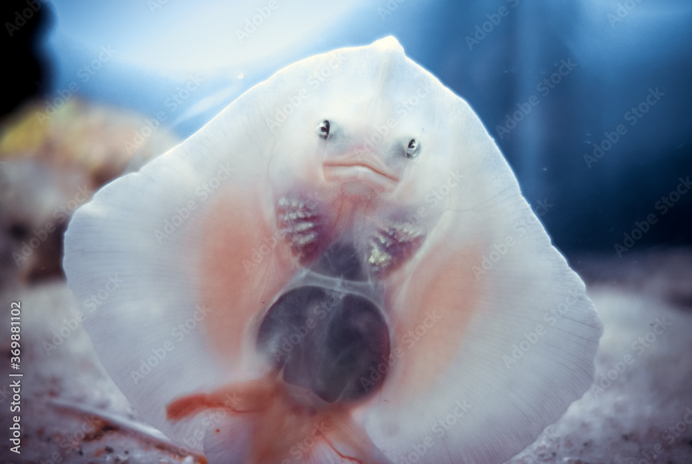 baby stingray fish Stock Photo | Adobe Stock