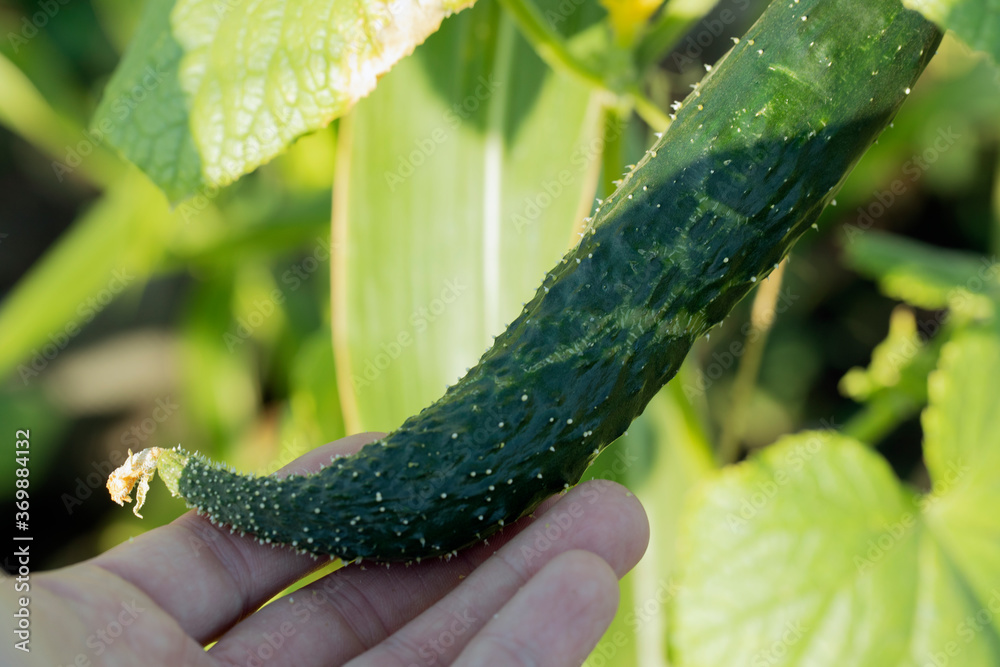 hand holding deformed cucumber. lack of trace elements in plant Stock ...