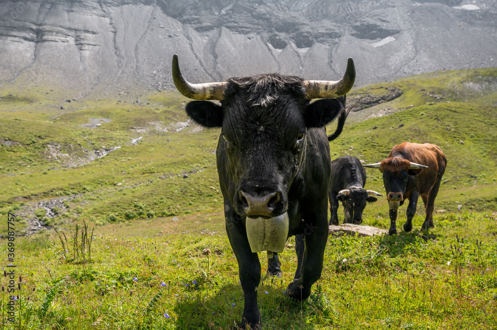 black Eringer or Herens cow with horns in Soustal, Berner Oberland ...