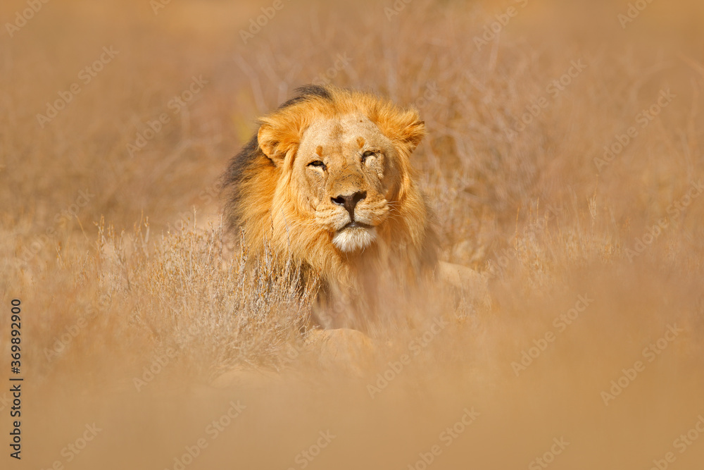 African lion. Kgalagadi black mane lion. African danger animal ...