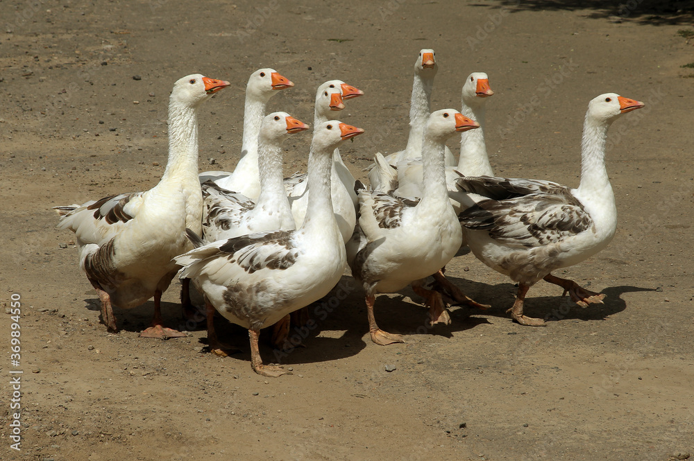 Geese cross the road in the summer in the village. A colorful typical ...