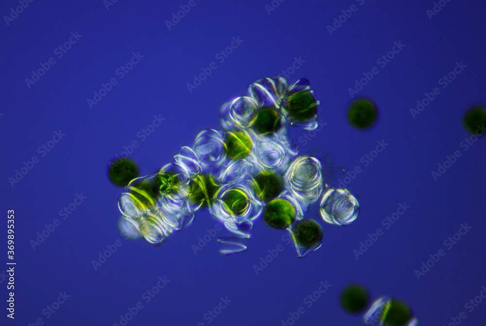 Microscopic view of a Horsetail (Equisetum arvense) spores with elaters ...