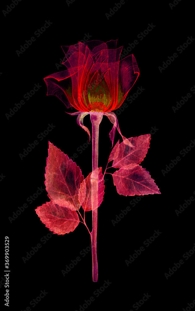 Transparent flowers rose of pale pink color, hand-drawn in watercolor ...