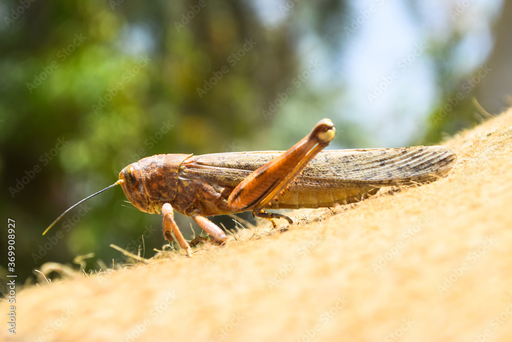 locusts broken legs, grasshopper macro insect bug close up, wild animal ...