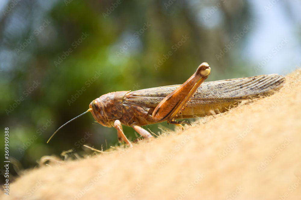 locusts broken legs, grasshopper macro insect bug close up, wild animal ...