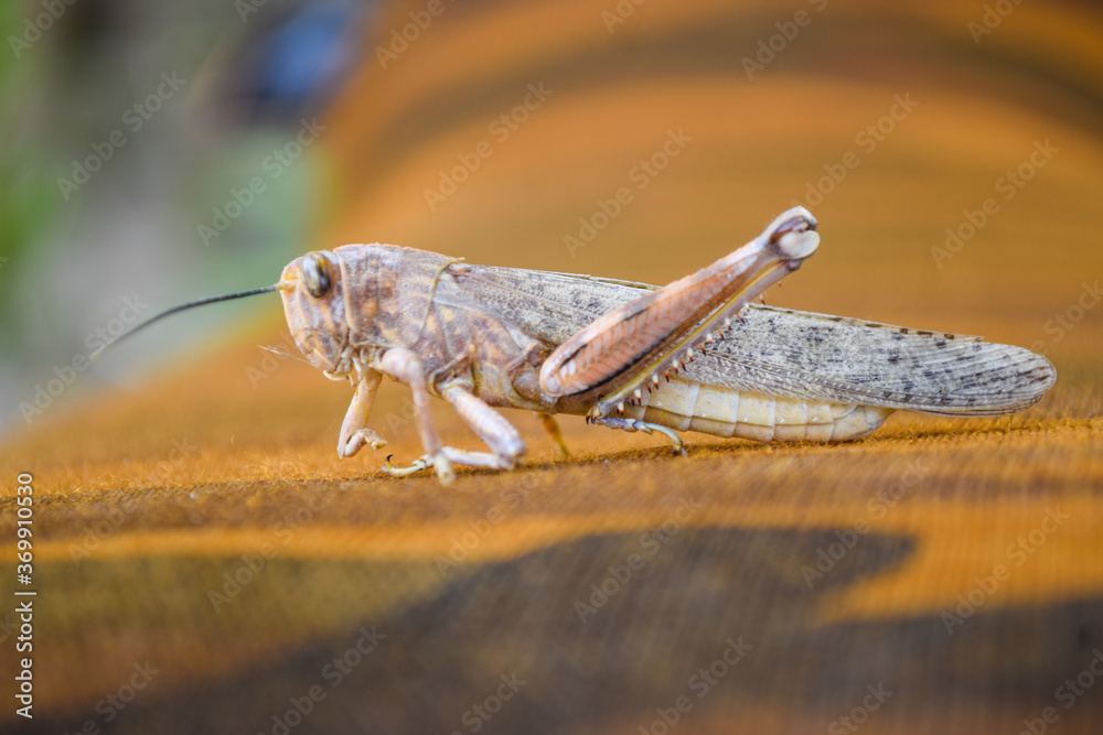 locusts broken legs, grasshopper macro insect bug close up, wild animal ...
