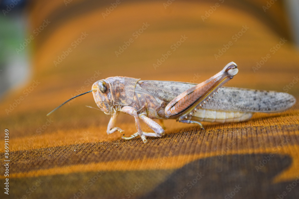 locusts broken legs, grasshopper macro insect bug close up, wild animal ...