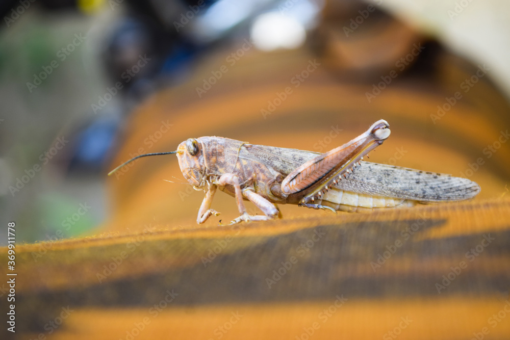 brown dead locusts broken legs, grasshopper macro insect bug close up ...