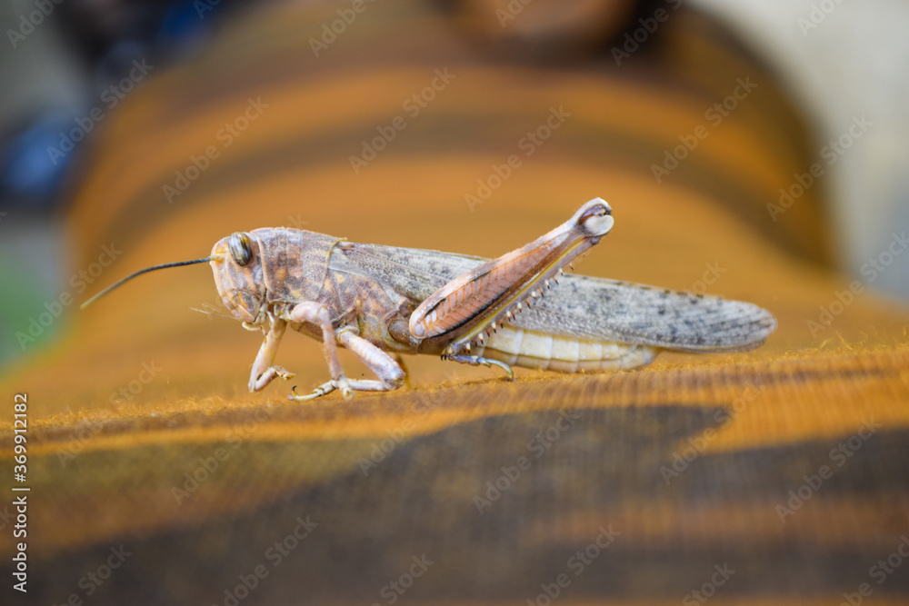 brown dead locusts broken legs, grasshopper macro insect bug close up ...