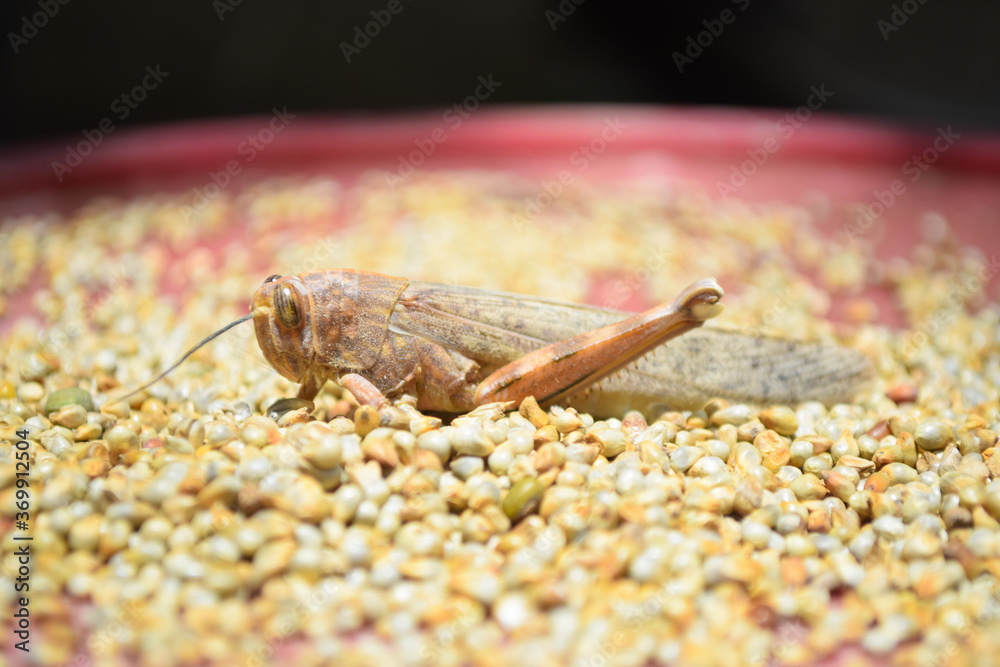 brown dead locusts broken legs, grasshopper macro insect bug close up ...