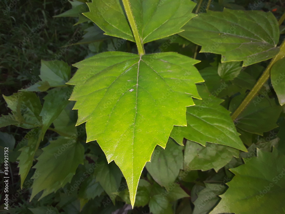 Hibiscus leaf is not only medicinal, but also used in many forms ...