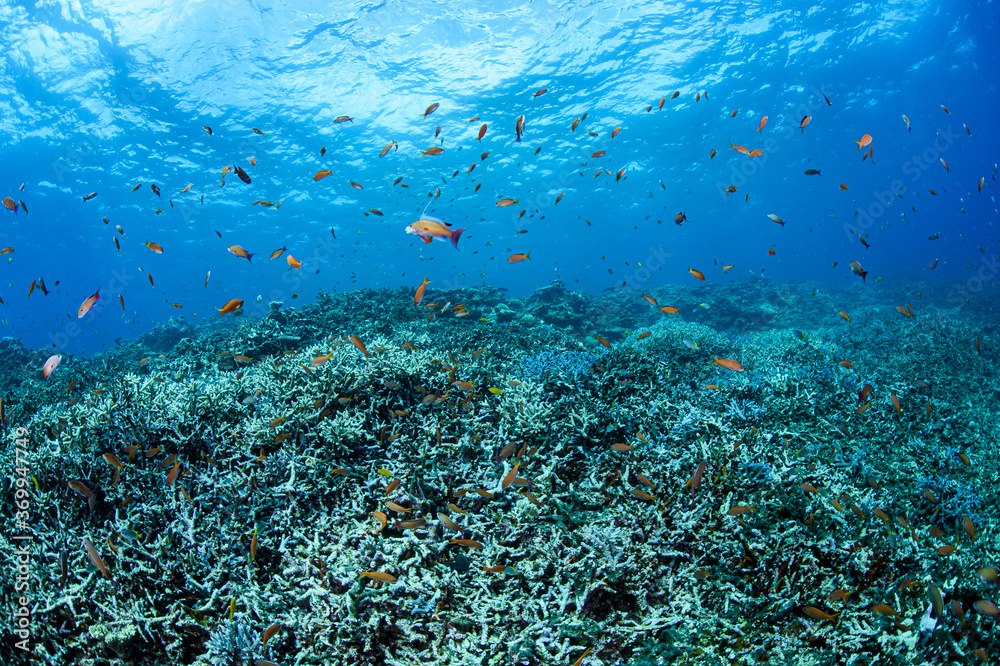 Beautiful Colorful Rich Coral Reefs of Yabiji Miyako Island Okinawa in ...