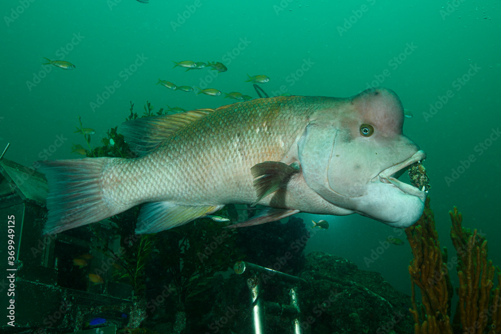 Sheepshead Underwater