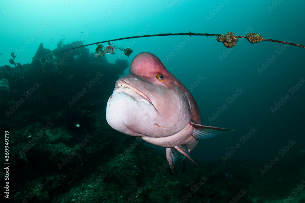Portrait Close up Fish Face Asian Sheepshead Wrasse Underwater in Chiba ...