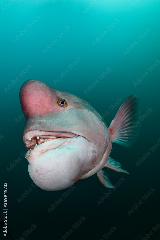 Portrait Close up Fish Face Asian Sheepshead Wrasse Underwater in Chiba ...