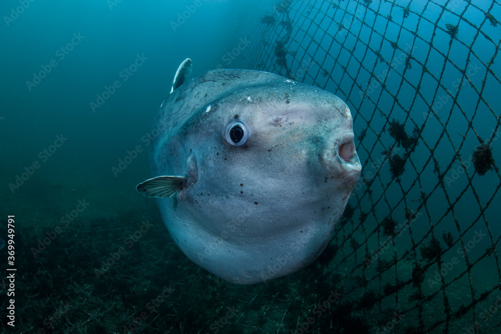 Ocean Sunfish Mola Mola Swimming Underwater in Fish Net Stock Photo ...