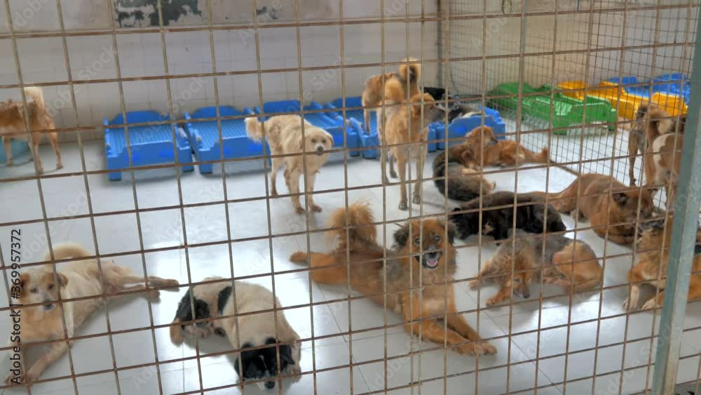 Unwanted and homeless dogs of different breeds in animal shelter ...